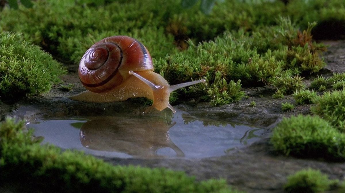 Microcosmos, le peuple de l'herbe - Documentaire (1996) - SensCritique