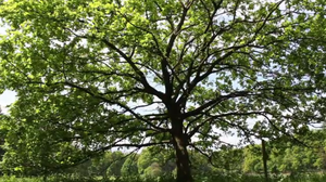 Once Upon A Tree - Film (2013) - SensCritique