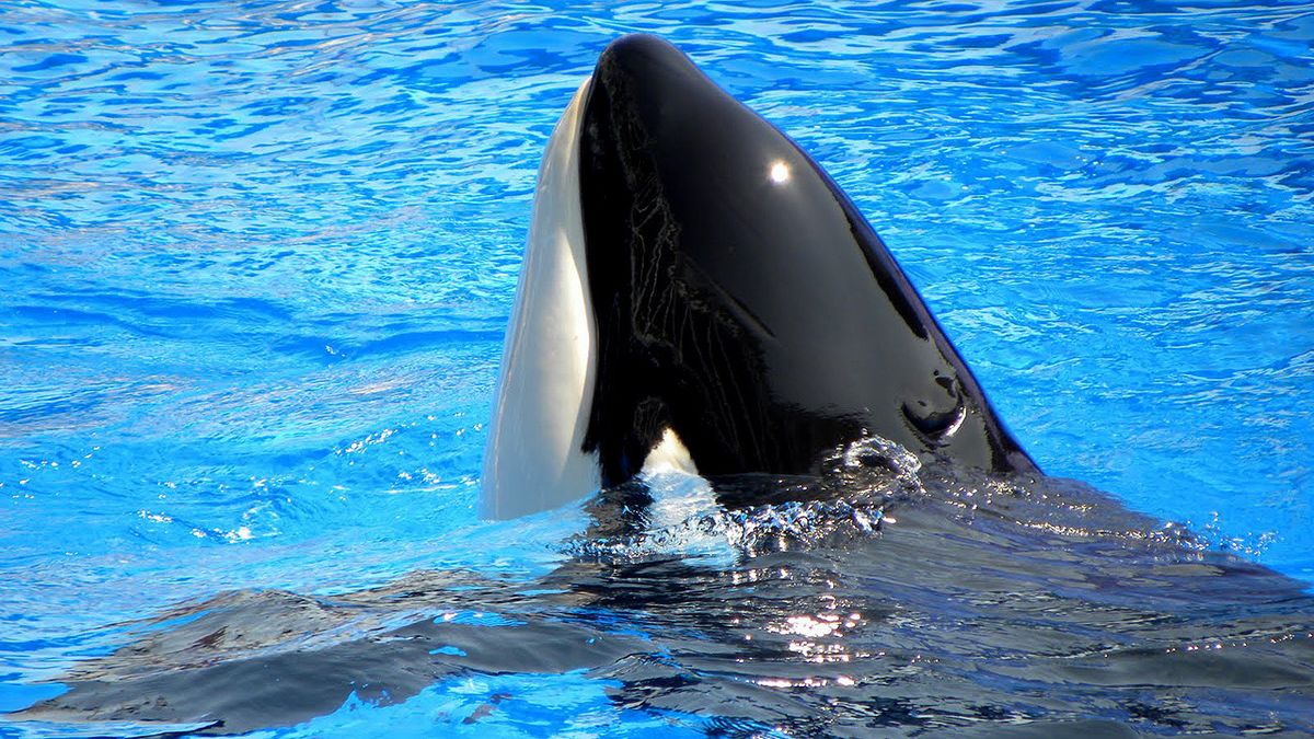 Blackfish - Documentaire (2014) - SensCritique