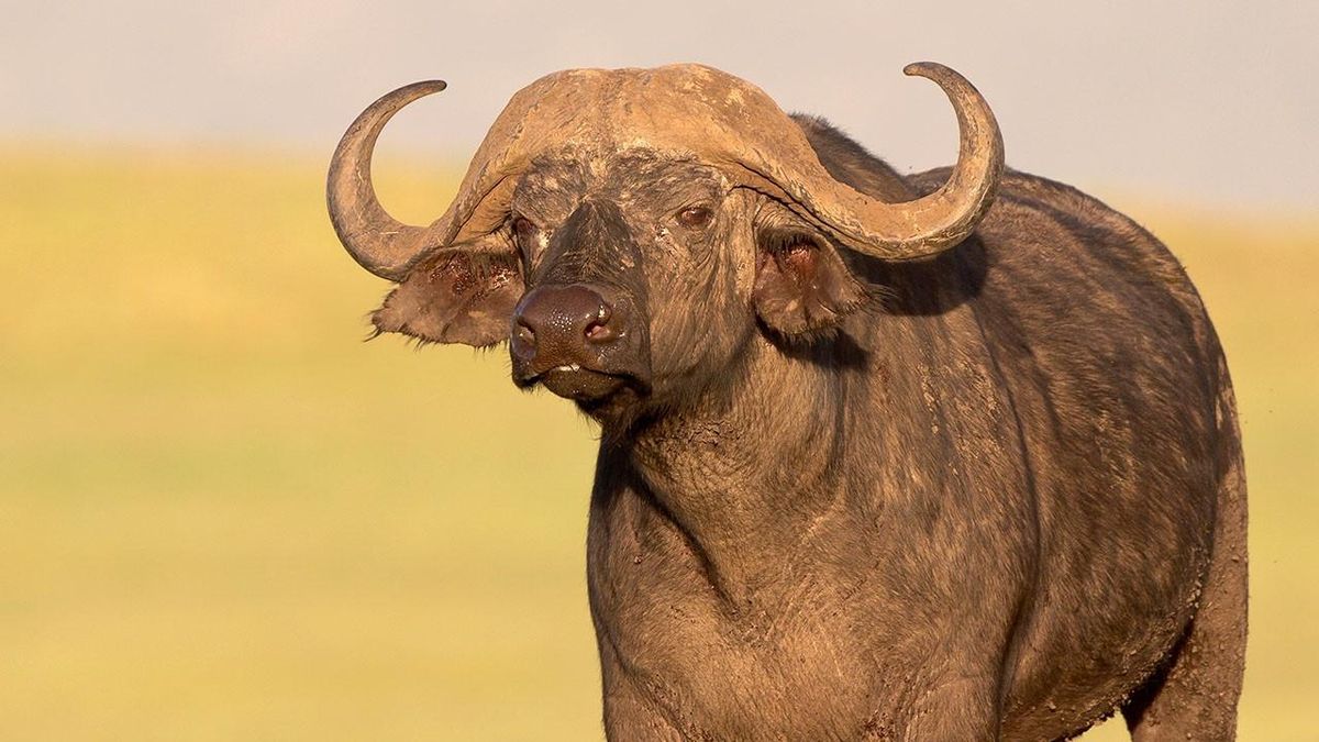 Animals Gone Wild - Série (2014) - SensCritique
