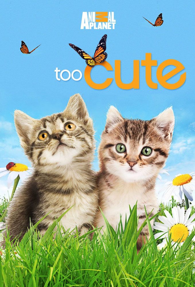 Too Cute - série (2011) - SensCritique