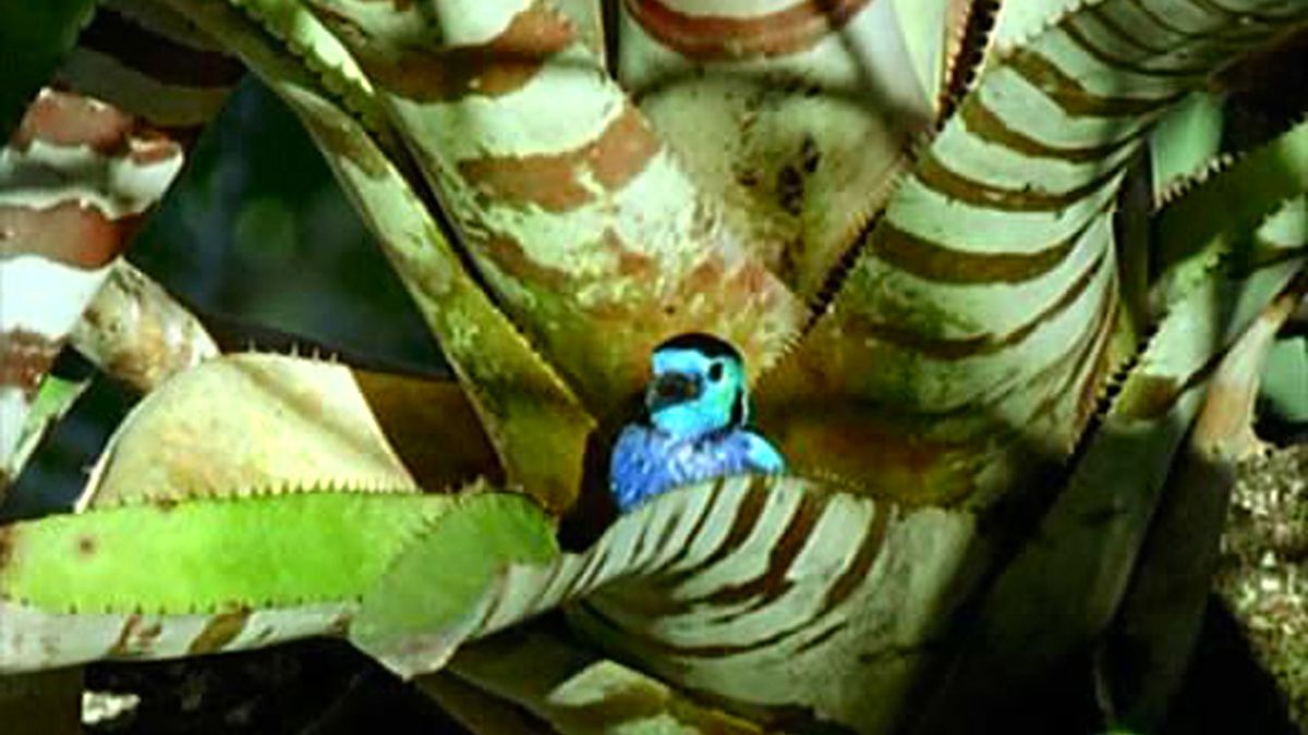 Jungle - Série (2003) - SensCritique