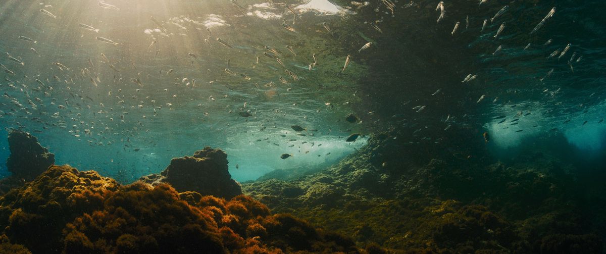 Évolution - Film (2016) - SensCritique