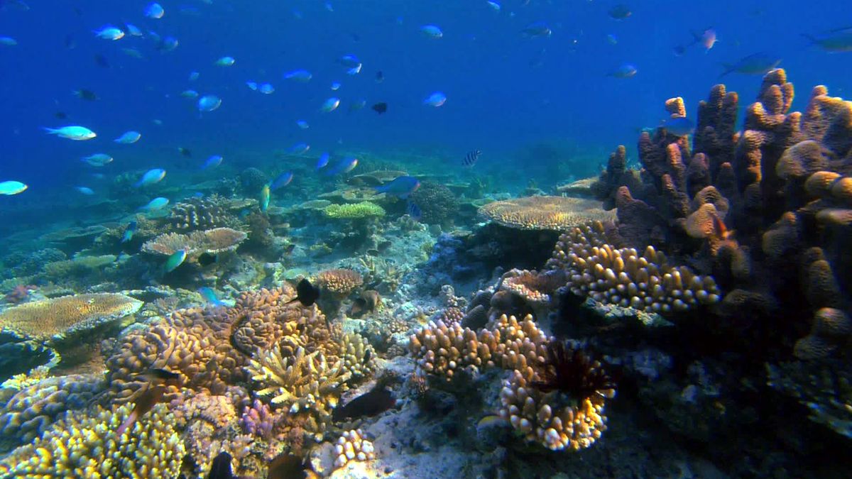 Great Barrier Reef - Série (2012) - SensCritique