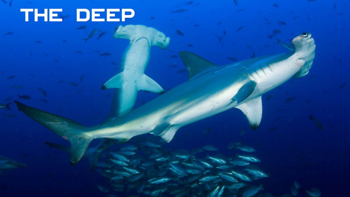 Discovery Channel The Deep - Série - SensCritique