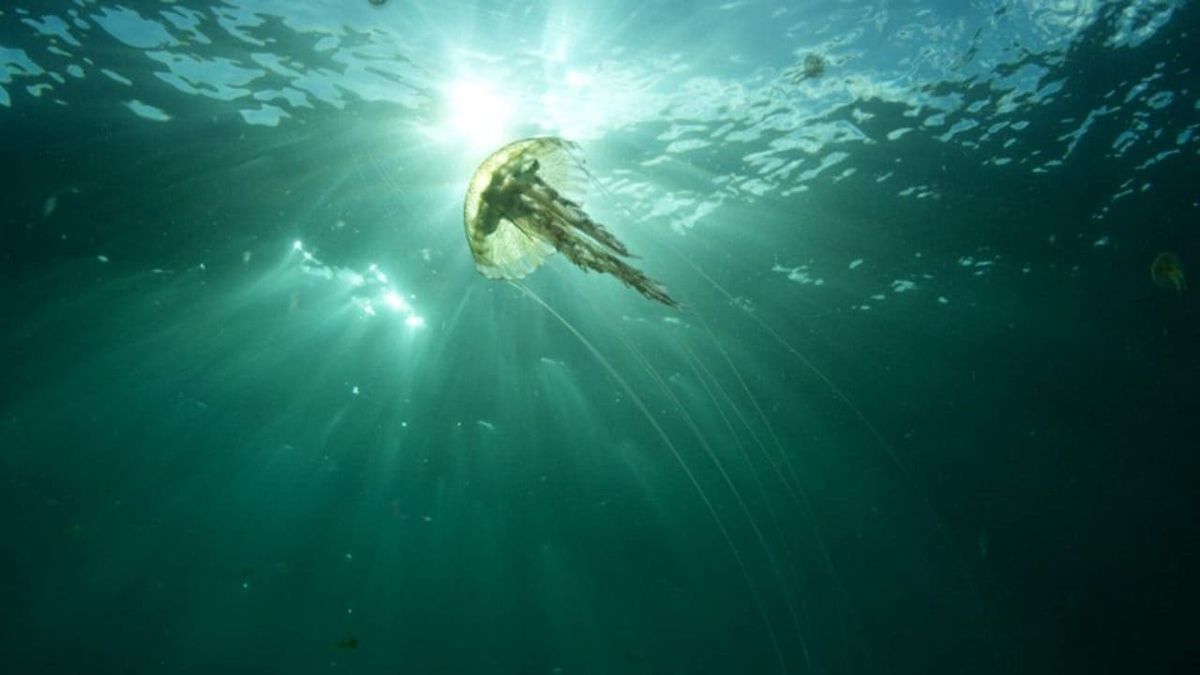 Sea Fever - Film VOD (vidéo à la demande) (2020) - SensCritique