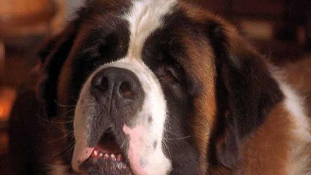 Beethoven 3 - Film DTV (direct-to-video) (2001) - SensCritique