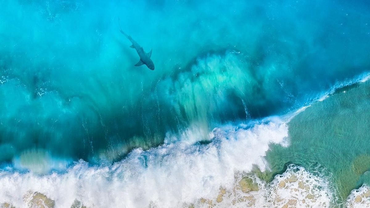 Requin le mangeur de sable - Documentaire (2021) - SensCritique