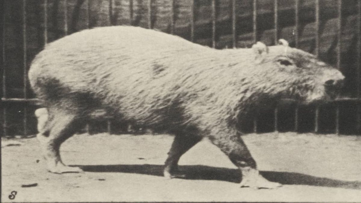 Capybara Walking - Court-métrage documentaire - SensCritique