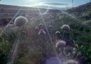 Becoming Extinct (Wild Grass) - Court-métrage documentaire