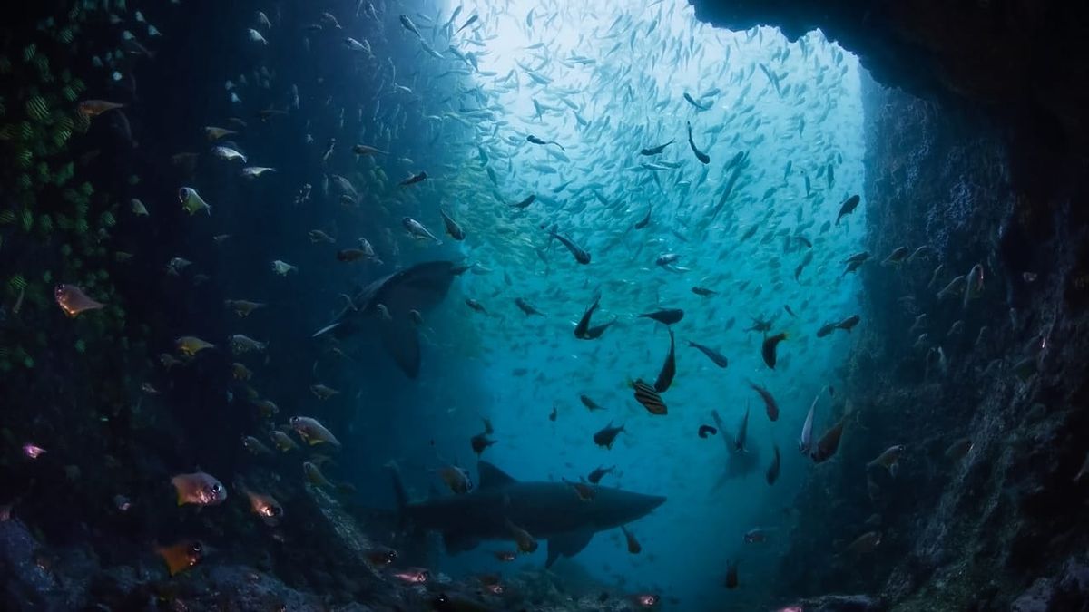Ocean Odyssey - Documentaire - SensCritique